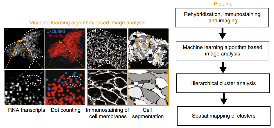 Publications | Cai Lab